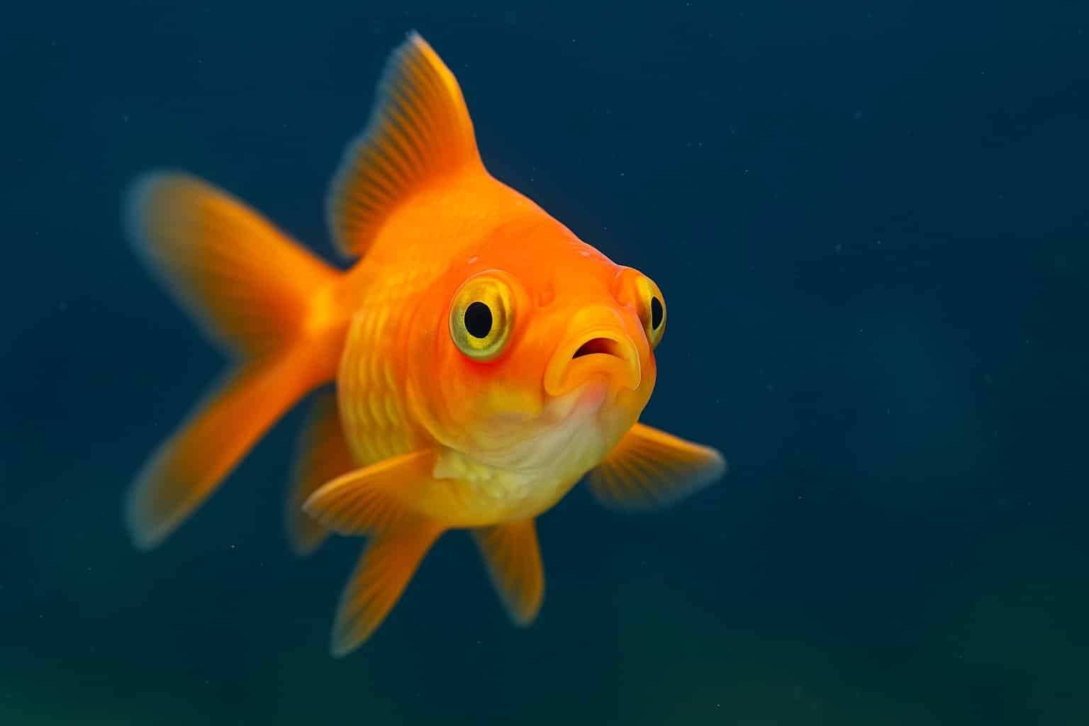 Be the Goldfish More Often – Let Go & Sleep Better | Norman Gräter ...